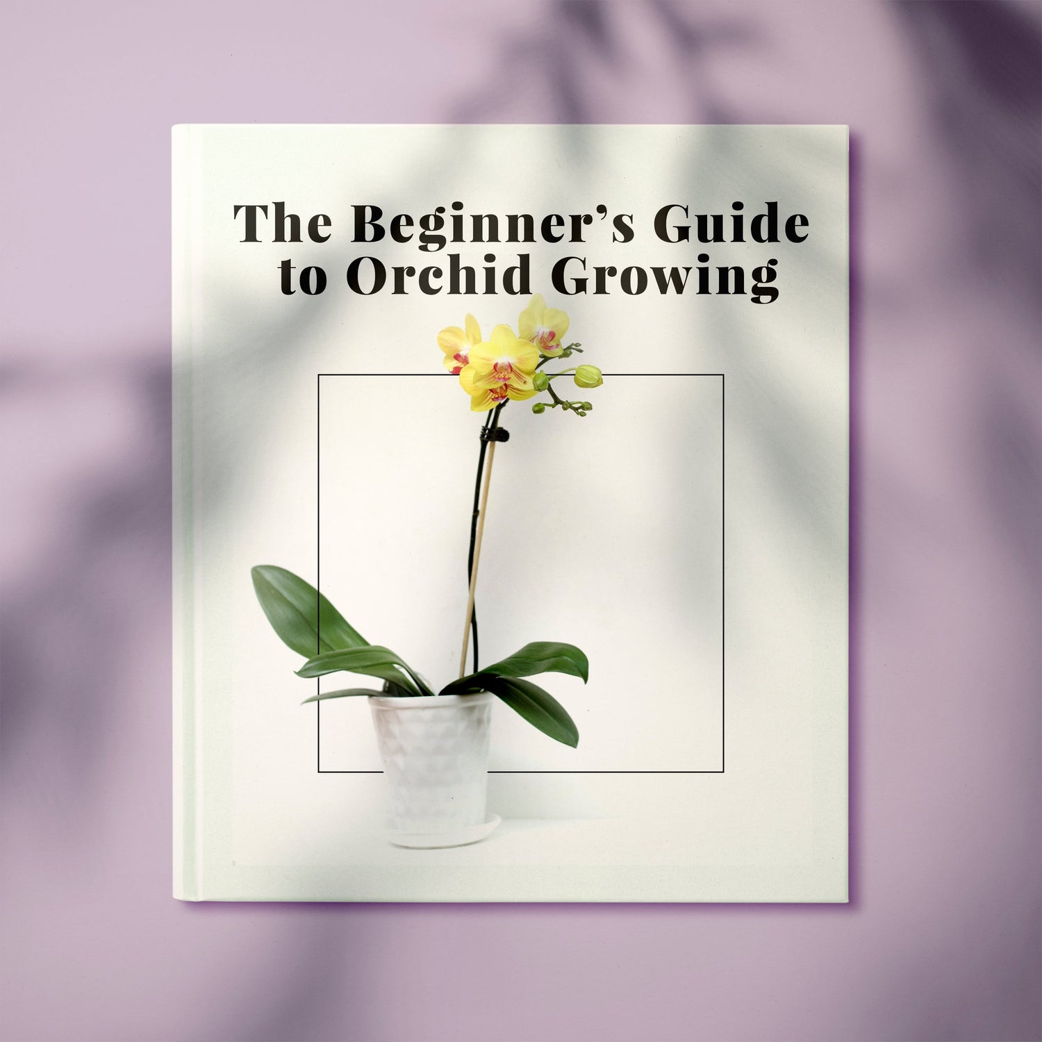 Basic Orchid Culture and Guide | The beginners guide to orchid growing ...