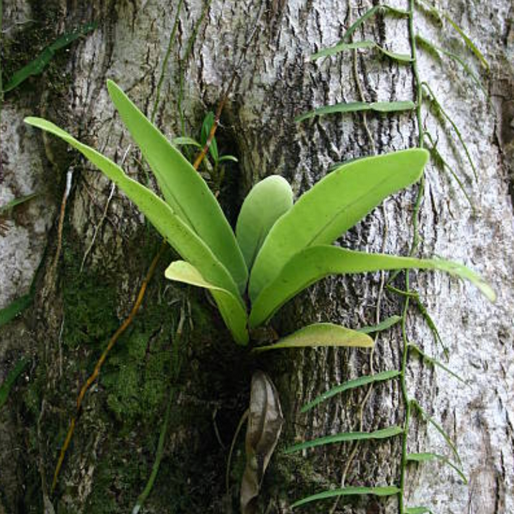 What are Epiphytic Orchids? | Orchid-tree.com – Orchid-Tree