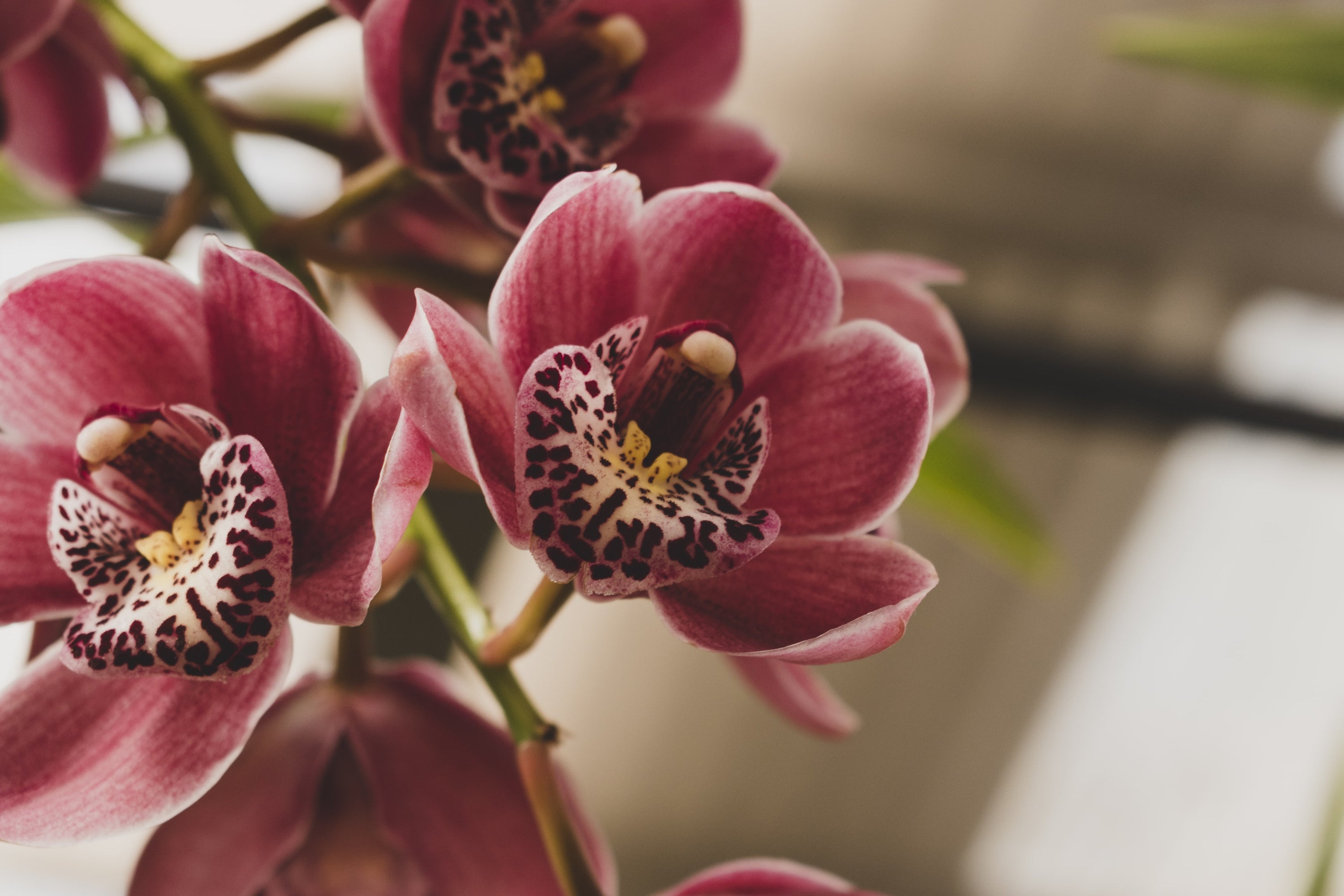 The Bulbophyllum Orchid: A Plant Lover's Guide from Orchid Tree ...
