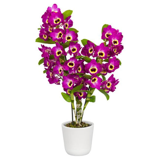Orchid-tree | Premium Quality Orchids Plants Online India – Orchid-Tree