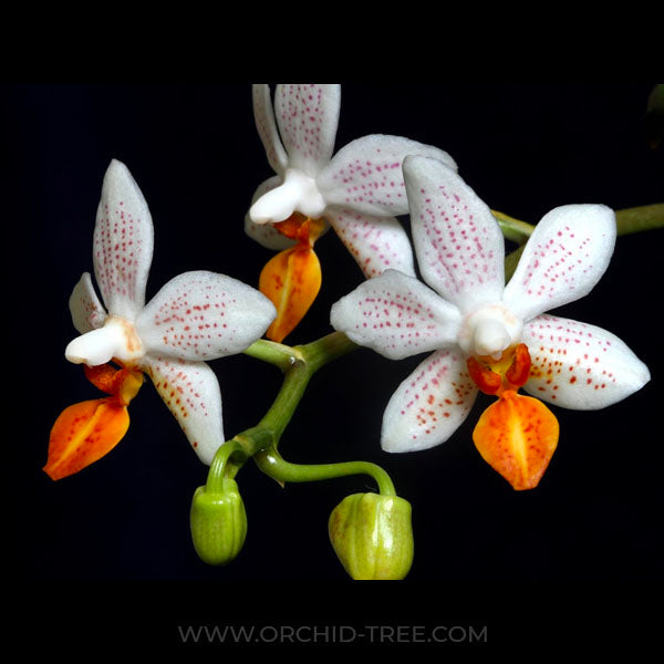 Exclusive Collection – Orchid-Tree
