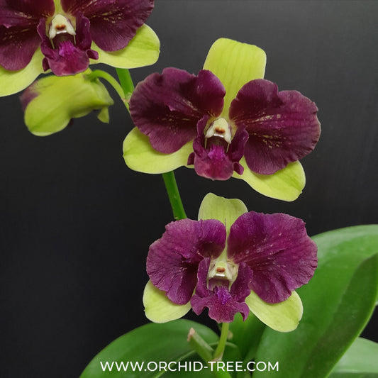 Buy Dendrobium Orchids Online India | Dendrobium Orchids | Orchid-tree ...