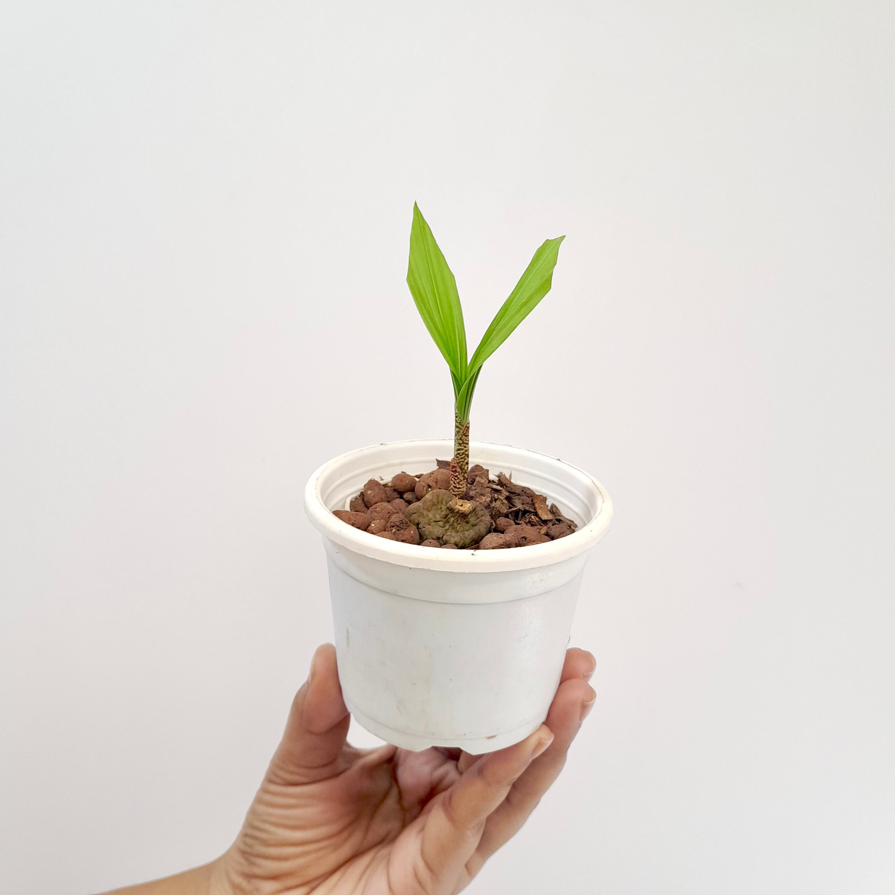 Now Buy exotic rare orchid plants online from anywhere in India ...
