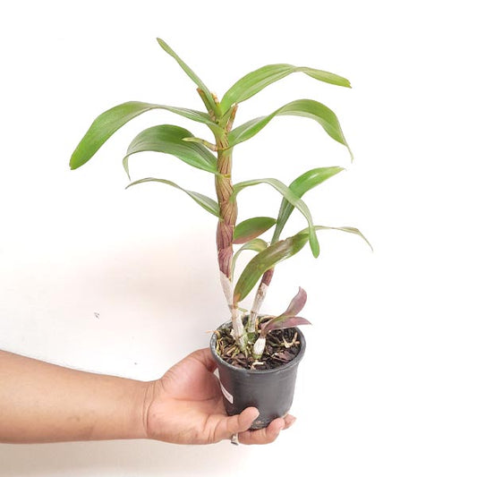 Beginner's Orchids – Orchid-Tree