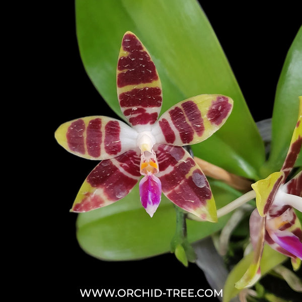 Orchid-tree | Premium Quality Orchids Plants Online India – Orchid-Tree