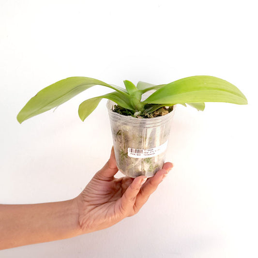 Buy Phalaenopsis Orchids Online India | Moth Orchid Colors Flower ...