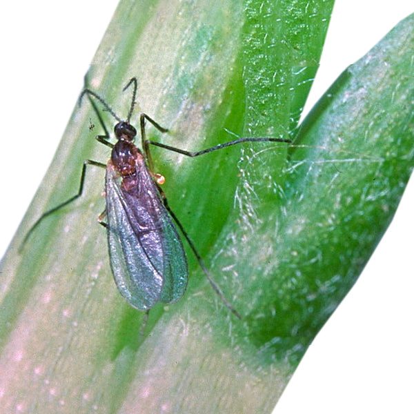 Pests & Diseases – Orchid-Tree