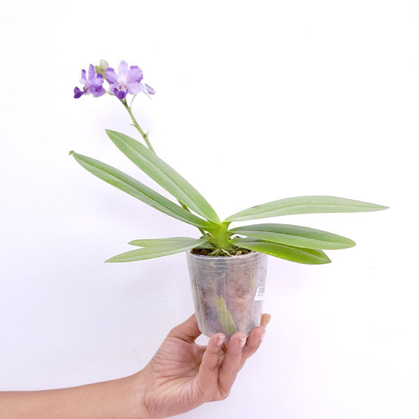 Buy Phalaenopsis Orchids Online India | Moth Orchid Colors Flower ...