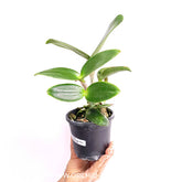Buy Cattleya Orchids Online India | Cattleya Orchid | Orchid-tree ...
