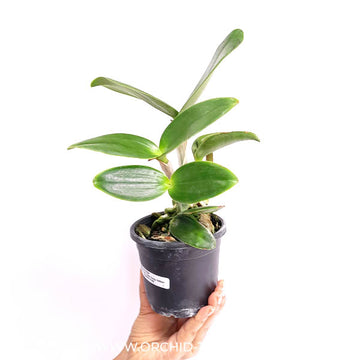Buy Cattleya Orchids Online India | Cattleya Orchid | Orchid-tree ...