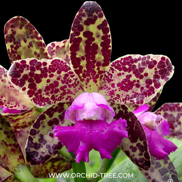 Buy Cattleya Orchids Online India | Cattleya Orchid | Orchid-tree ...