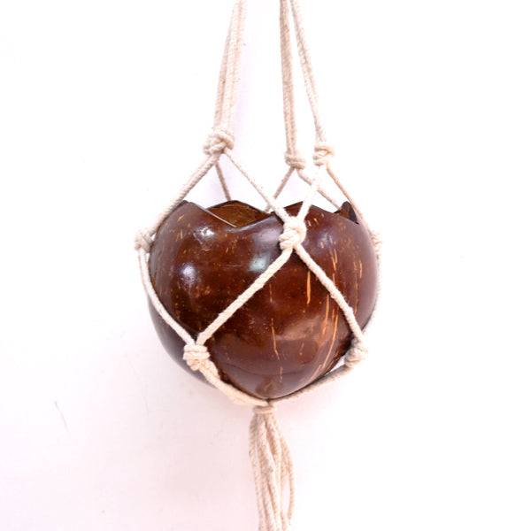 Ornamental Plants – Orchid-Tree