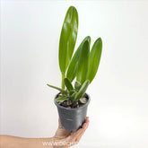 Blooming Orchid | Moth Orchid Flower Colors | Orchid-Tree