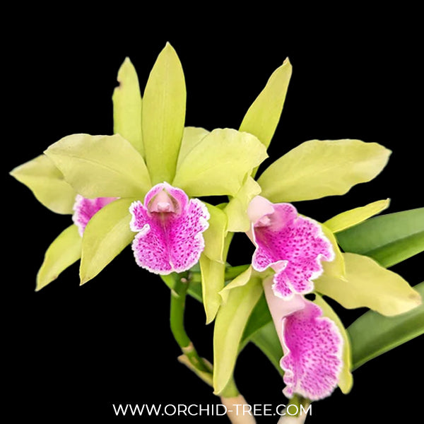 Cattleya (Rlc.) Dude #2 Orchid Plant - BS – Orchid-Tree