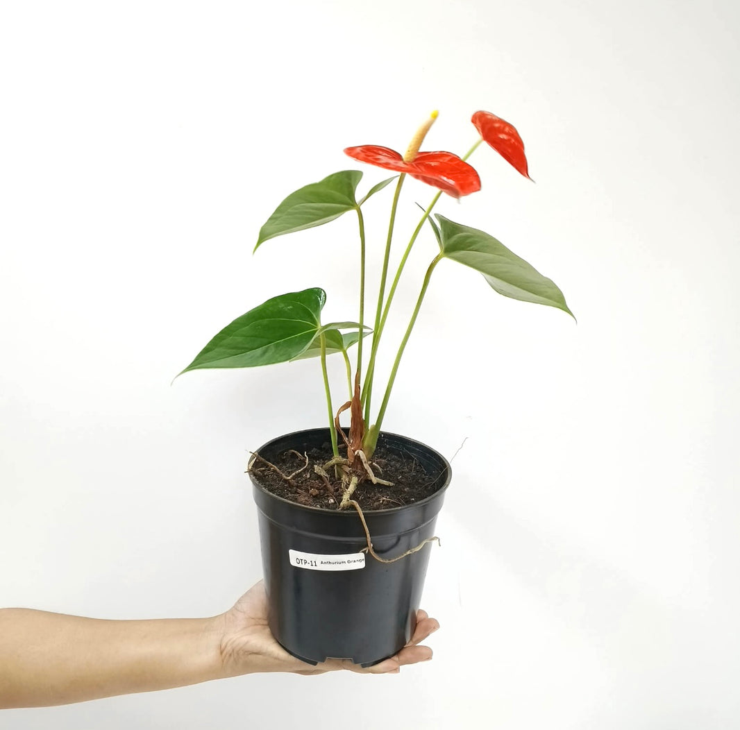 Anthurium Plant Varieties – Orchid-Tree