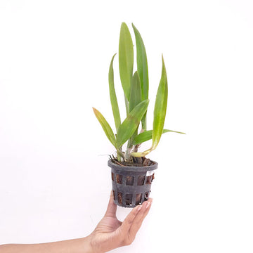 Blooming Orchid | Moth Orchid Flower Colors | Orchid-Tree