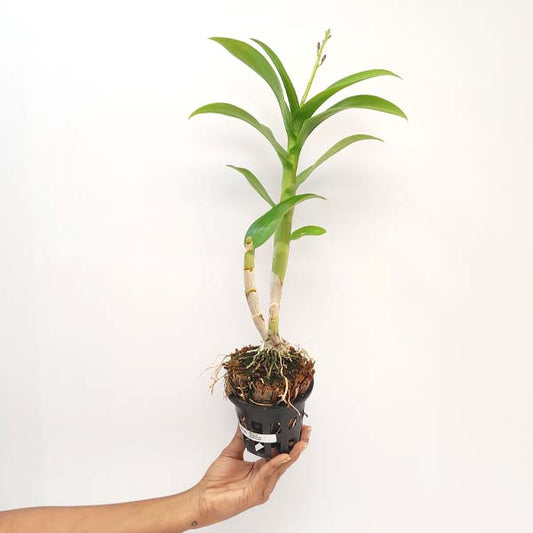 New Arrivals! – Orchid-Tree