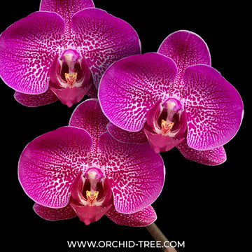 New Arrivals! – Orchid-Tree