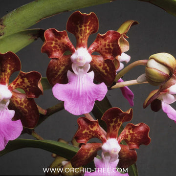 Buy Vanda Orchids Online India | Vanda Orchid | Orchid-tree – Orchid-Tree
