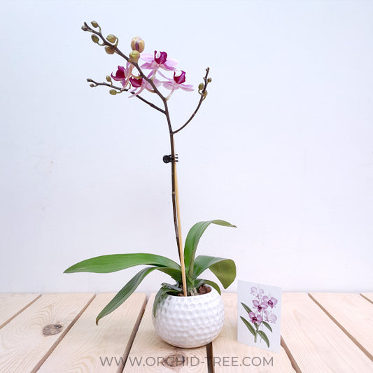 Buy Orchid Plant As Gifts | Gift for Orchid Lovers | Orchid-tree ...
