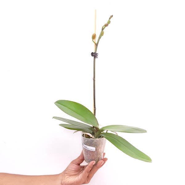 Blooming Orchid | Moth Orchid Flower Colors | Orchid-Tree