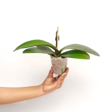 Blooming Orchid | Moth Orchid Flower Colors | Orchid-Tree