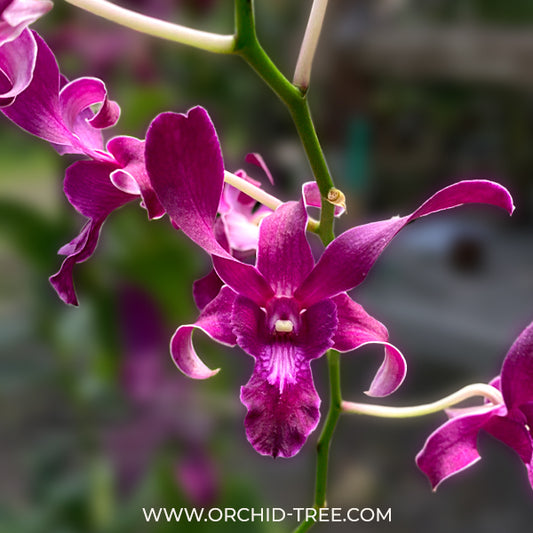 Buy Dendrobium Orchids Online India | Dendrobium Orchids | Orchid-tree – Orchid-Tree
