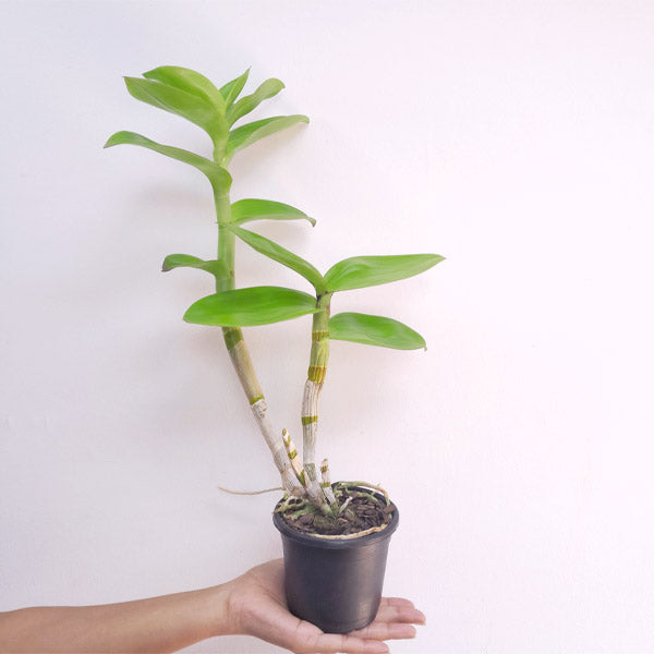 Buy Dendrobium Orchids Online India | Dendrobium Orchids | Orchid-tree ...