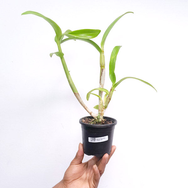 Buy Dendrobium Orchids Online India | Dendrobium Orchids | Orchid-tree ...