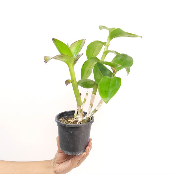 Beginner's Orchids – Orchid-Tree