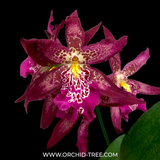 Buy Oncidium Orchids Online India | Dancing lady oncidium online ...