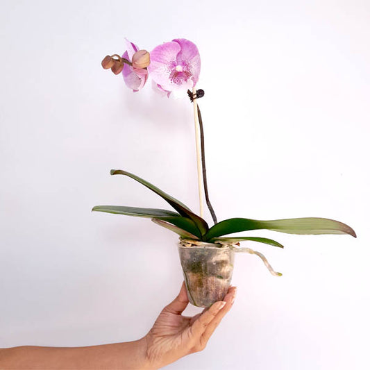 Buy Phalaenopsis Orchids Online India | Moth Orchid Colors Flower ...
