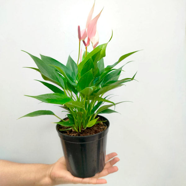 Buy Anthurium Mini Pink | Shop Anthuriums plants online India – Orchid-Tree