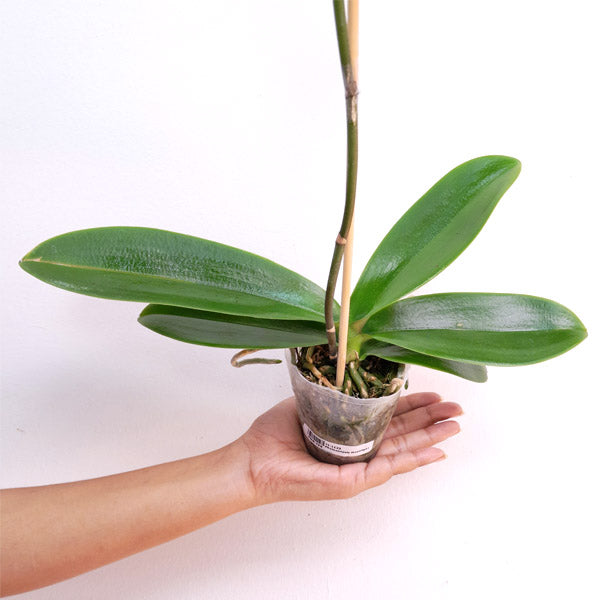 Buy Phalaenopsis Moonlight Orchid Online | Orchid-tree – Orchid-Tree