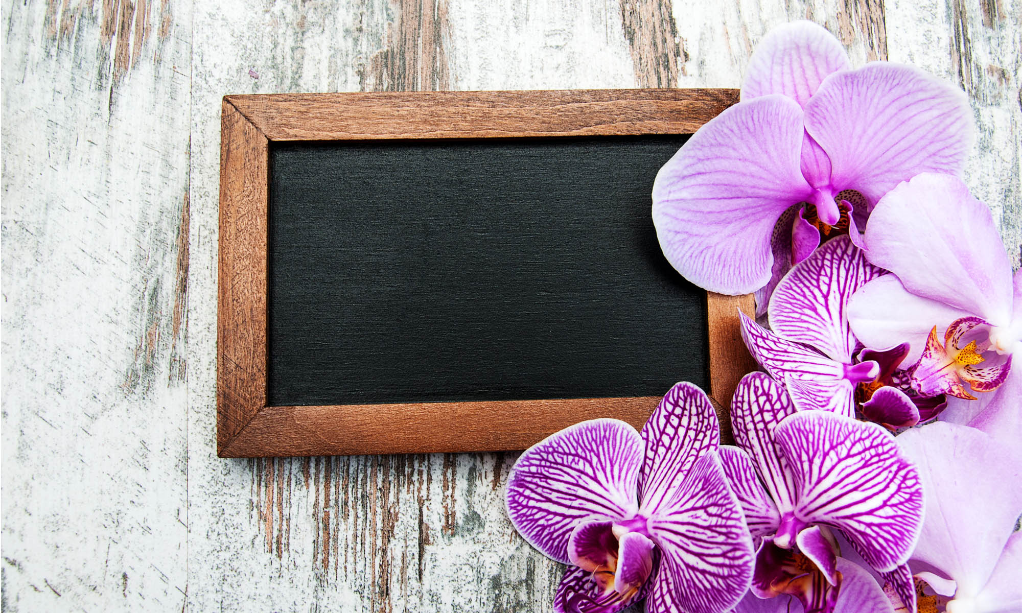Rewards Program – Orchid-Tree