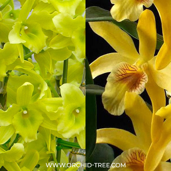 Buy Dendrobium Orchids Online India | Dendrobium Orchids | Orchid-tree ...