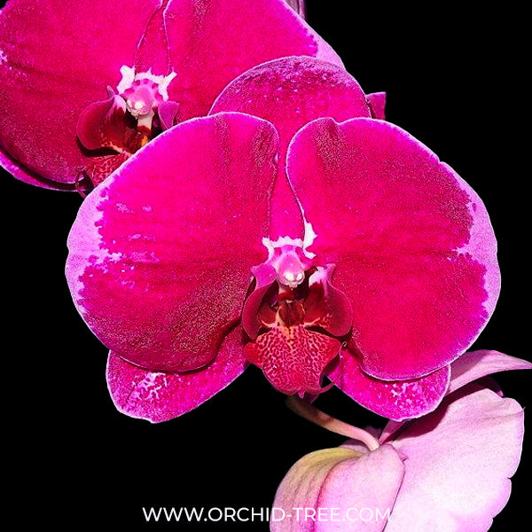 Buy Phalaenopsis Orchids Online India | Moth Orchid Colors Flower ...