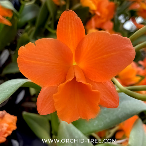 Cattleya Hsinying Orange Nugget Orchid Plant - BS – Orchid-Tree