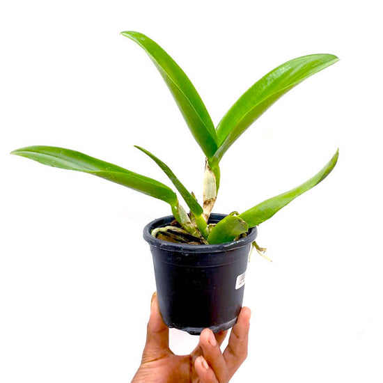 Buy Cattleya Penny Helen BS Orchid Online | Orchid-Tree