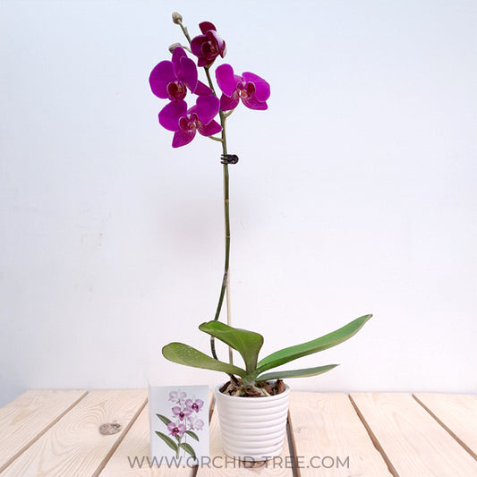 Buy Orchid Plant As Gifts | Gift for Orchid Lovers | Orchid-tree ...