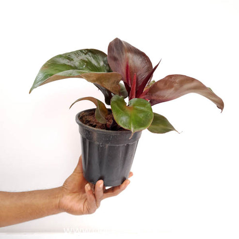 Philodendron Red Heart – Orchid-Tree