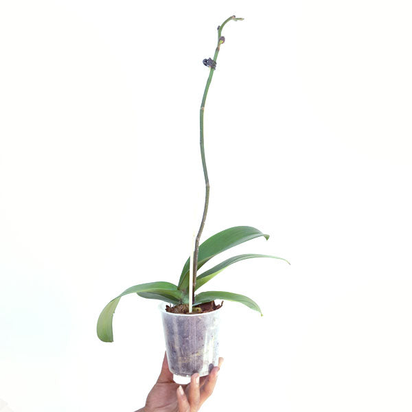 New Arrivals! – Orchid-Tree