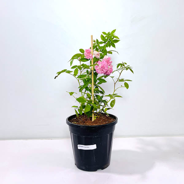 Ornamental Plants – Orchid-Tree