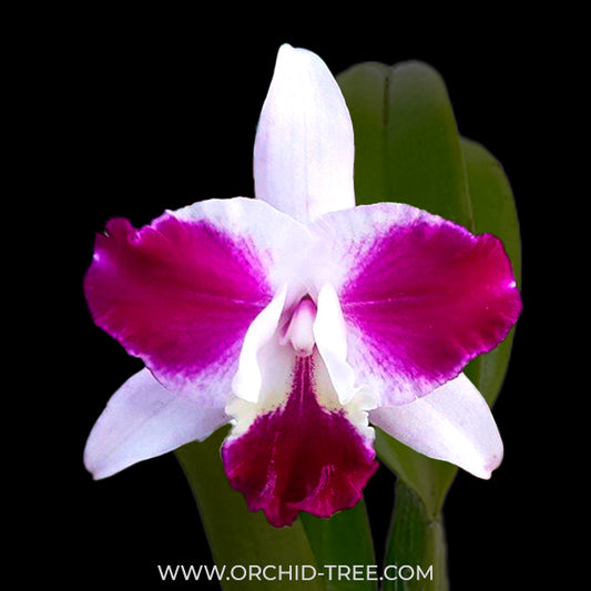 Buy Cattleya Orchids Online India | Cattleya Orchid | Orchid-tree – Orchid-Tree