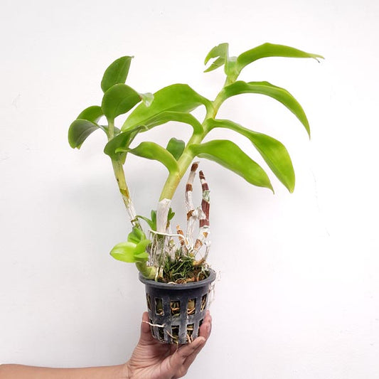 Beginner's Orchids – Orchid-Tree