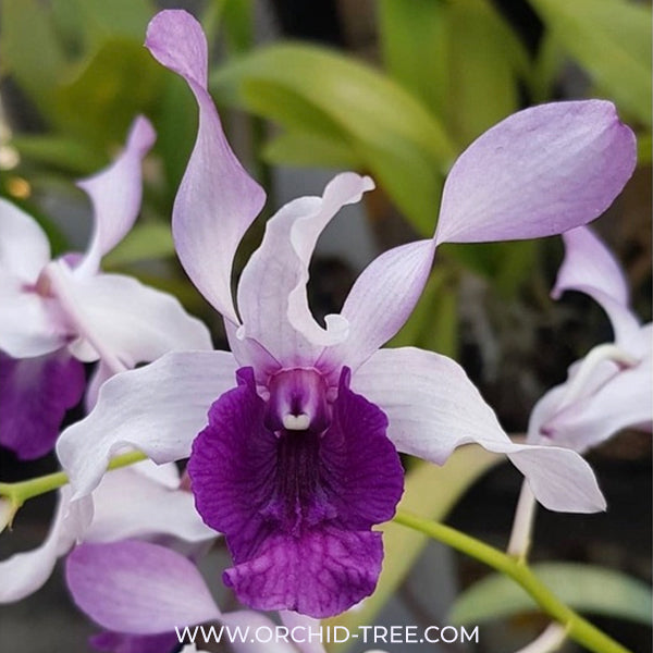 Buy Dendrobium Orchids Online India | Dendrobium Orchids | Orchid-tree ...