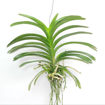 Buy Vanda Orchids Online India | Vanda Orchid | Orchid-tree – Orchid-Tree