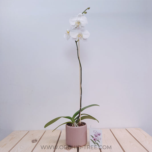 Buy Orchid Plant As Gifts | Gift for Orchid Lovers | Orchid-tree ...