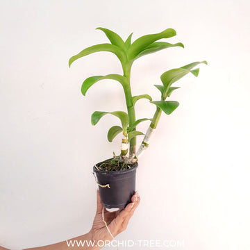 Buy Dendrobium Orchids Online India | Dendrobium Orchids | Orchid-tree ...