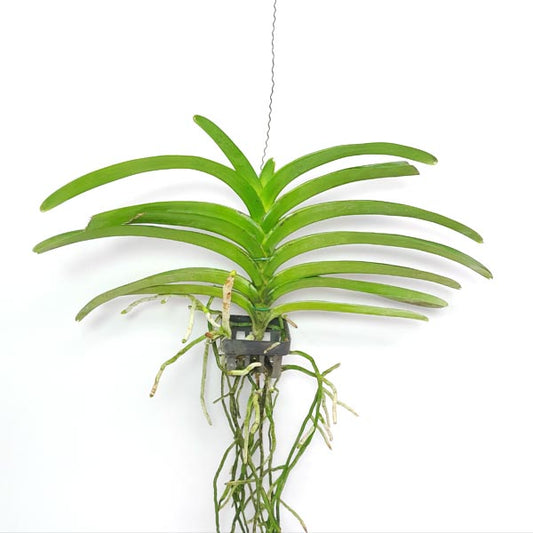 Buy Vanda Orchids Online India | Vanda Orchid | Orchid-tree – Orchid-Tree